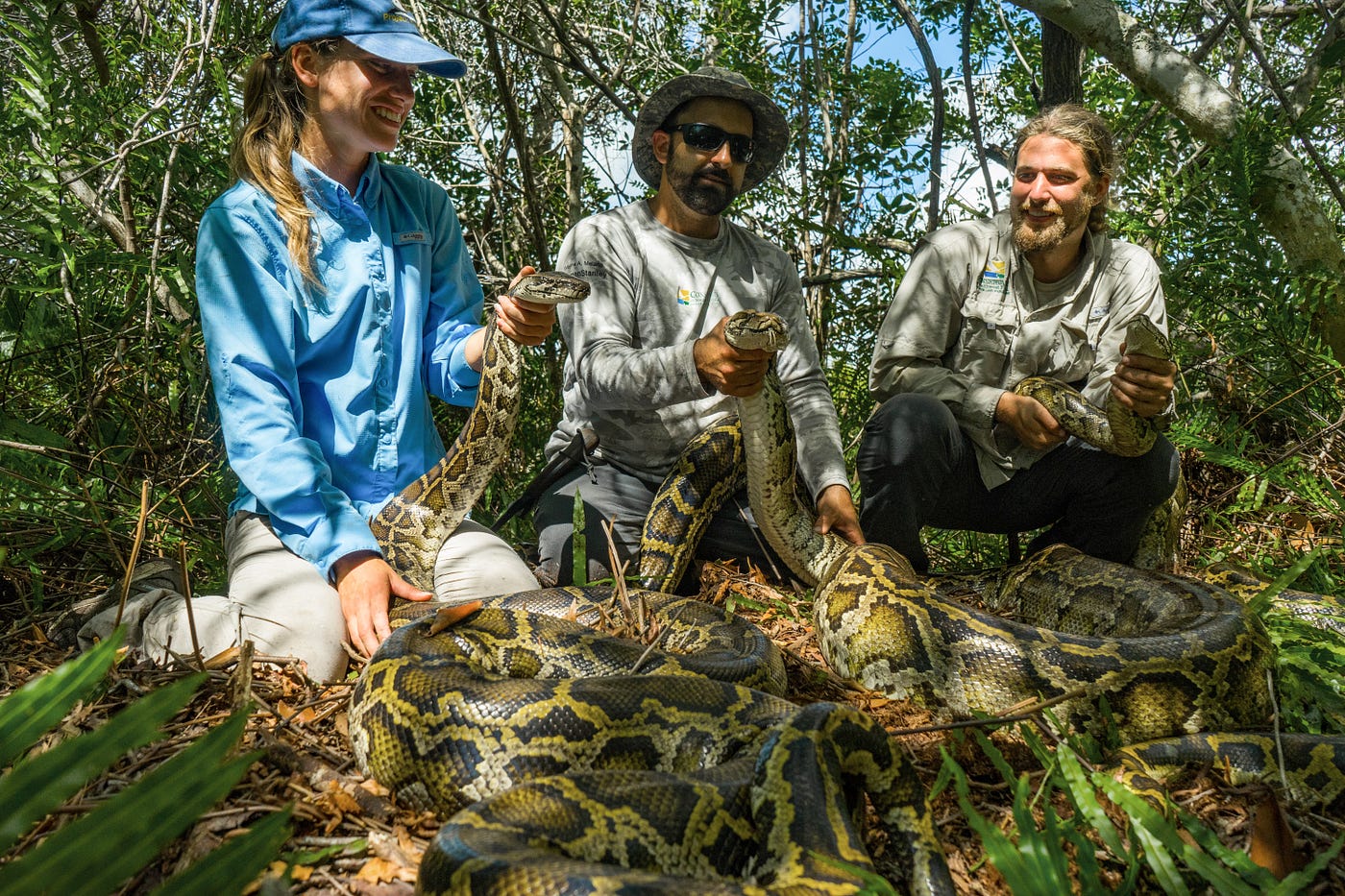 Disrupting the Burmese python egg-laying cycles | by Conservancy of ...