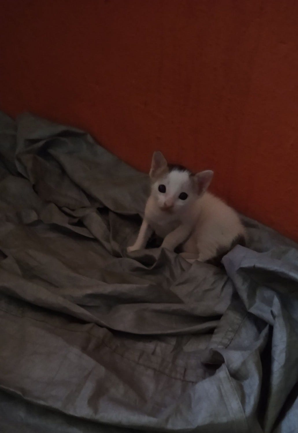 Tinki & Chinki (Tale of Two Cats) | by Tripppppy | Aug, 2021 | Medium