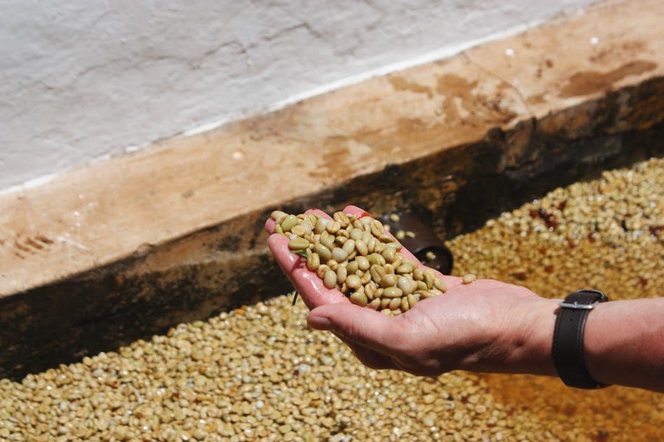Coffee Processing.. The purpose of coffee processing is to… | by ...