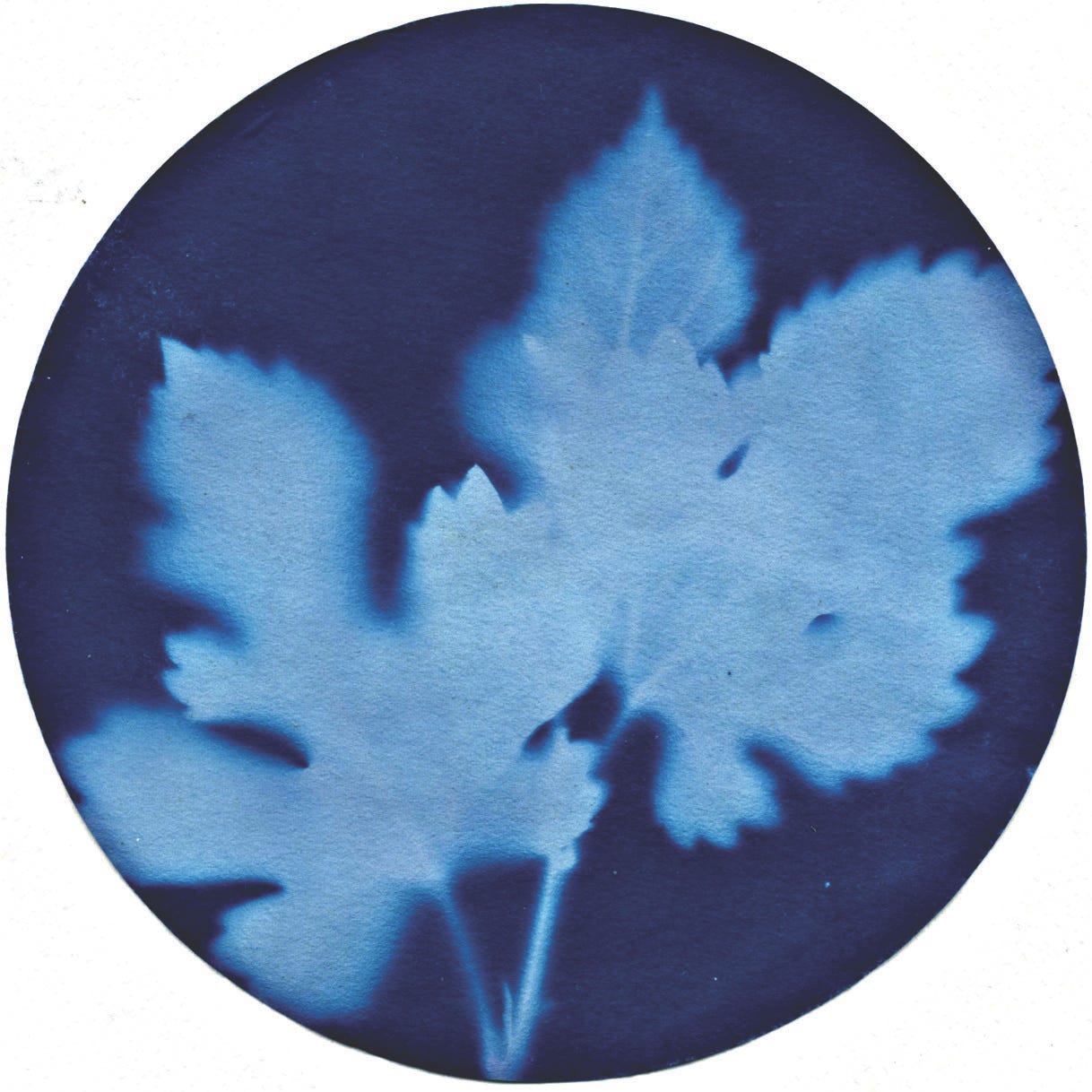 Anna Atkins’s Ghost and the Conception of the Combination Cyanotype ...