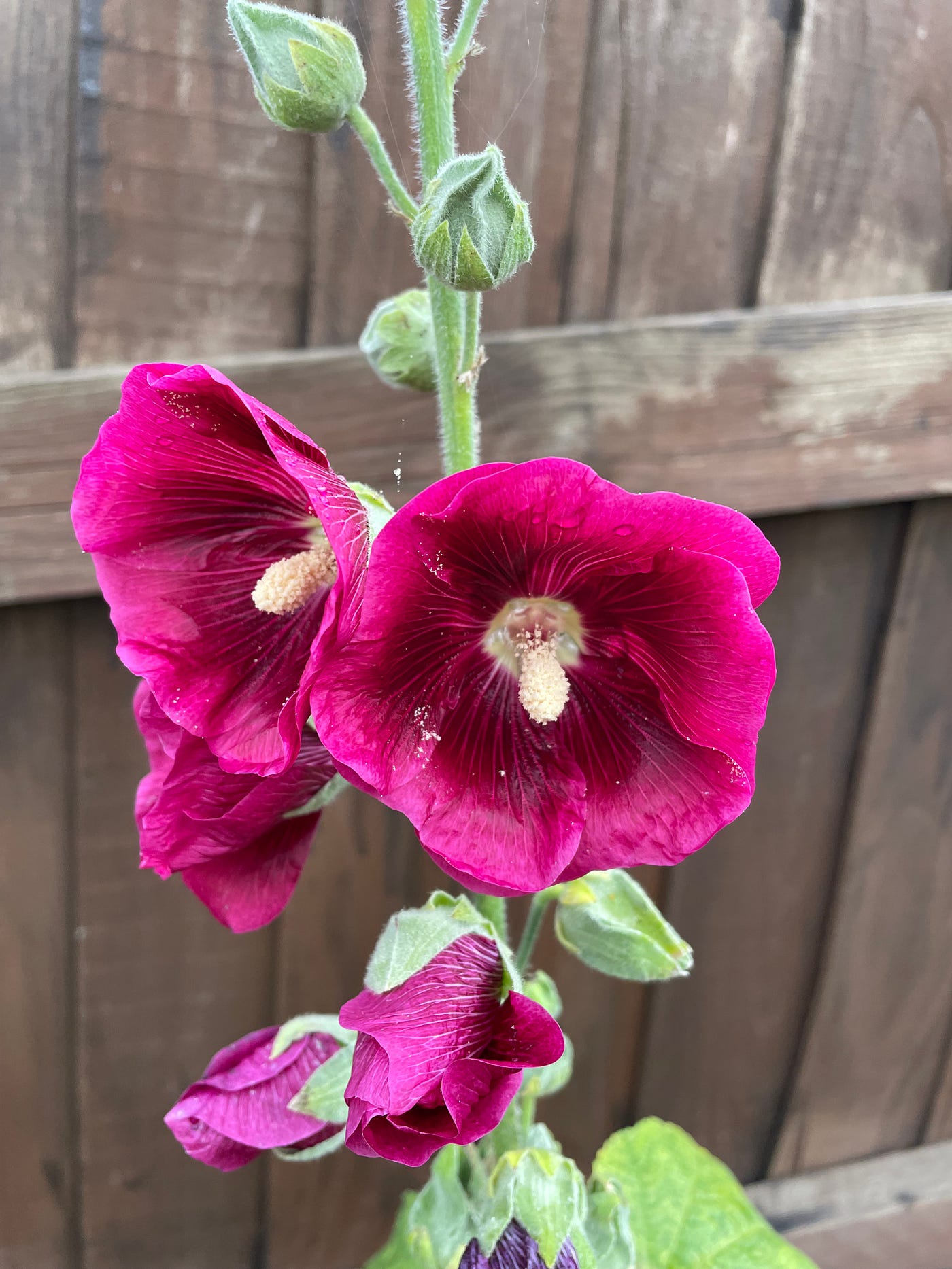 Gardening with Climate Change. Flowers that are tolerant, love heat ...