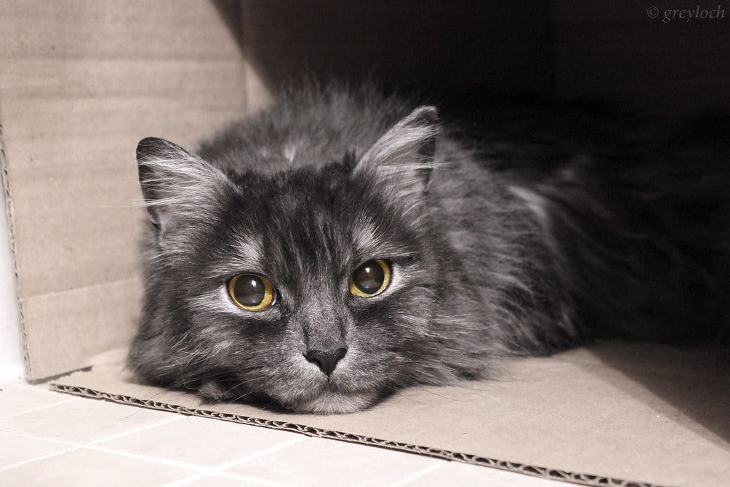 Sad Cat, Expressions of Cats You Need to Know | by hewan peliharaan ...