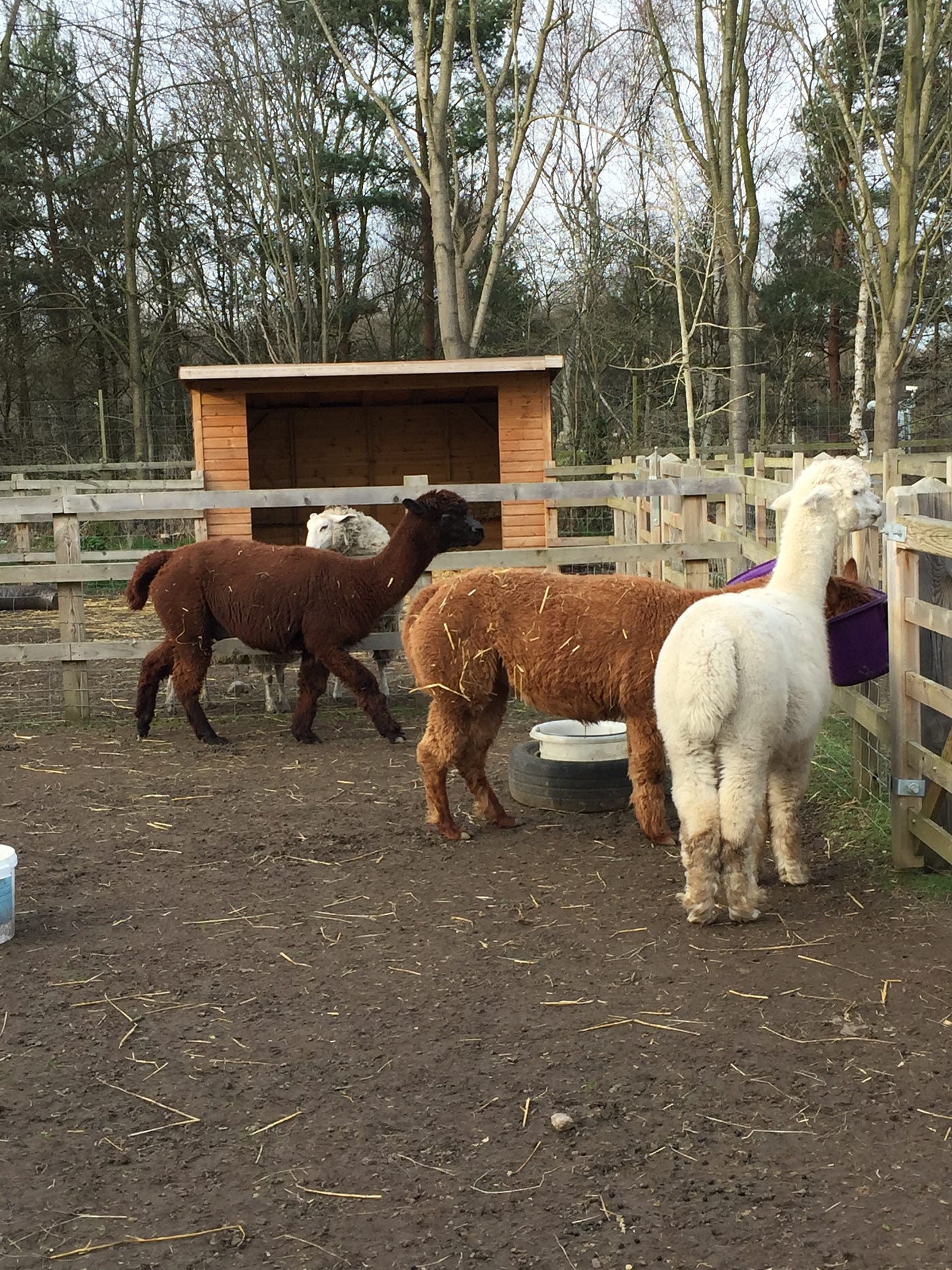 Our trip to Capel Manor Gardens. On a sunny afternoon last weekend we ...