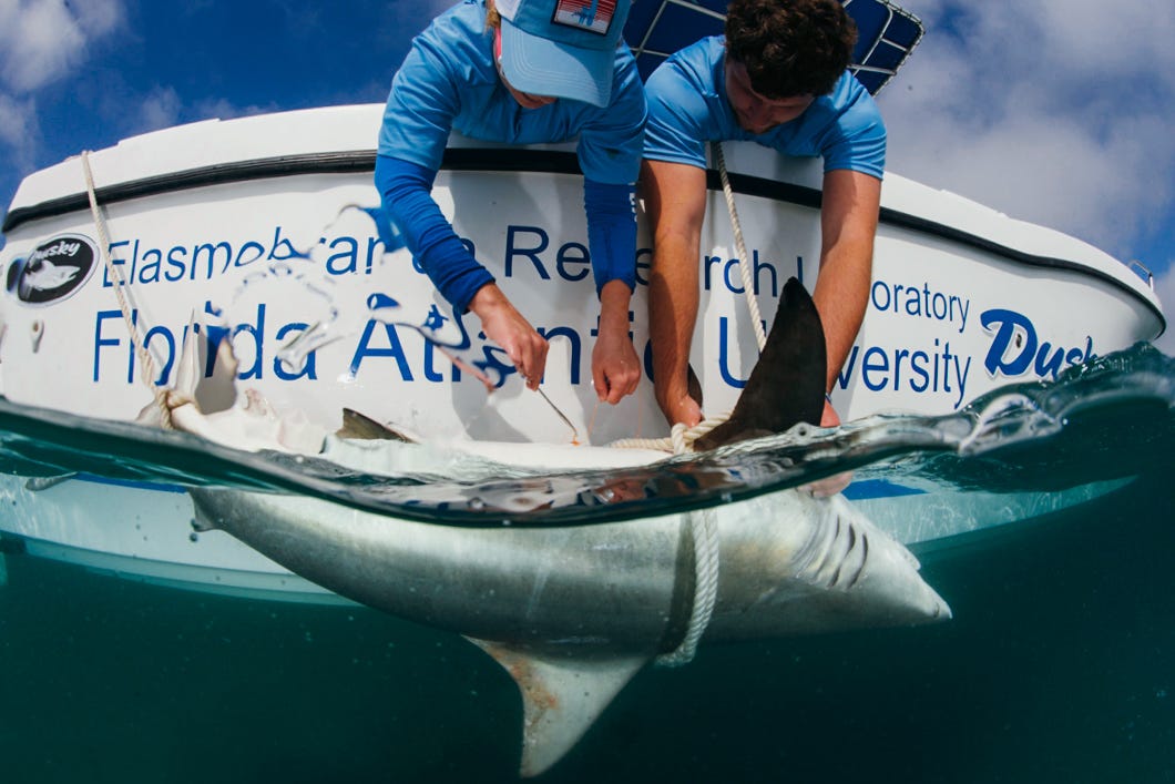 Blacktip Shark Migration and the Mystery of the Missing Females | by ...