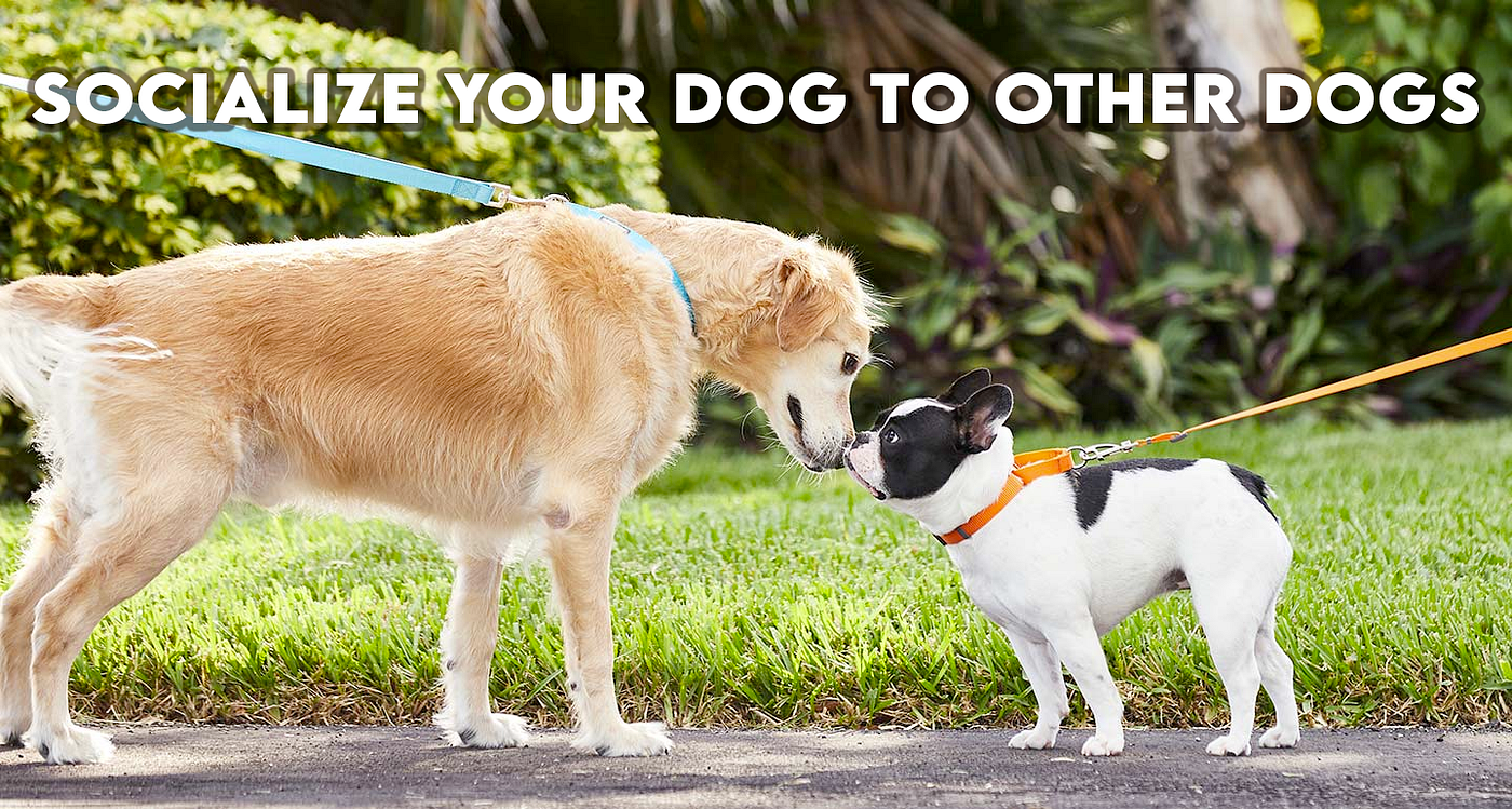 Why Should You Socialize Your Puppy