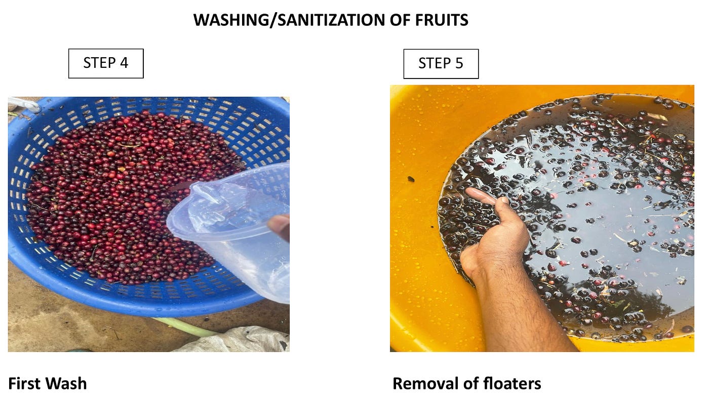 Fermenting Indian Robusta Coffee Cherries | by Robert McKeon Aloe ...