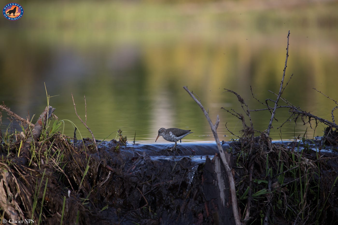 Beaver: A Willing Ally in a Drying World | by Defenders of Wildlife ...