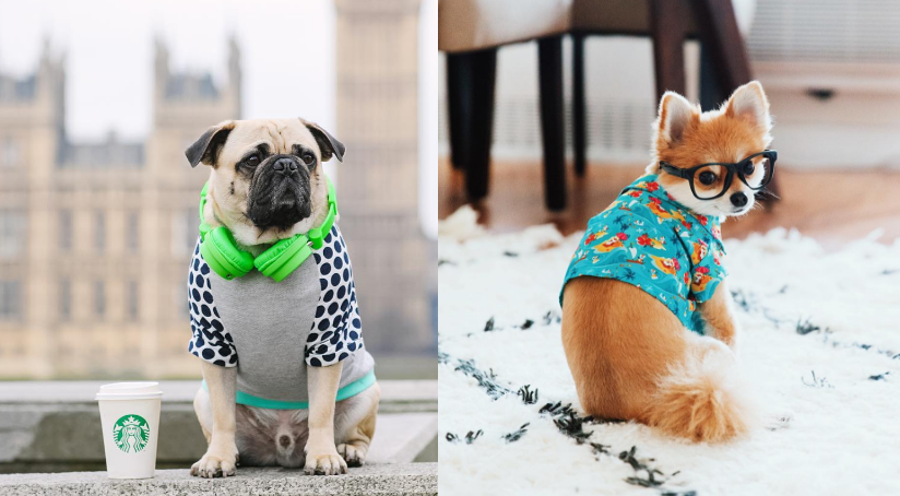 Fashion’s “Top Dogs”. As the fashionistas of the world… | by Felcana ...