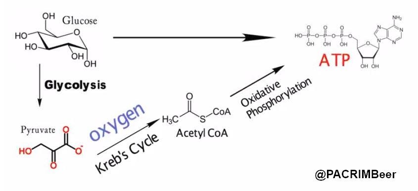 The Science Behind How Beer is Made | by PACRIM Distributors | Medium