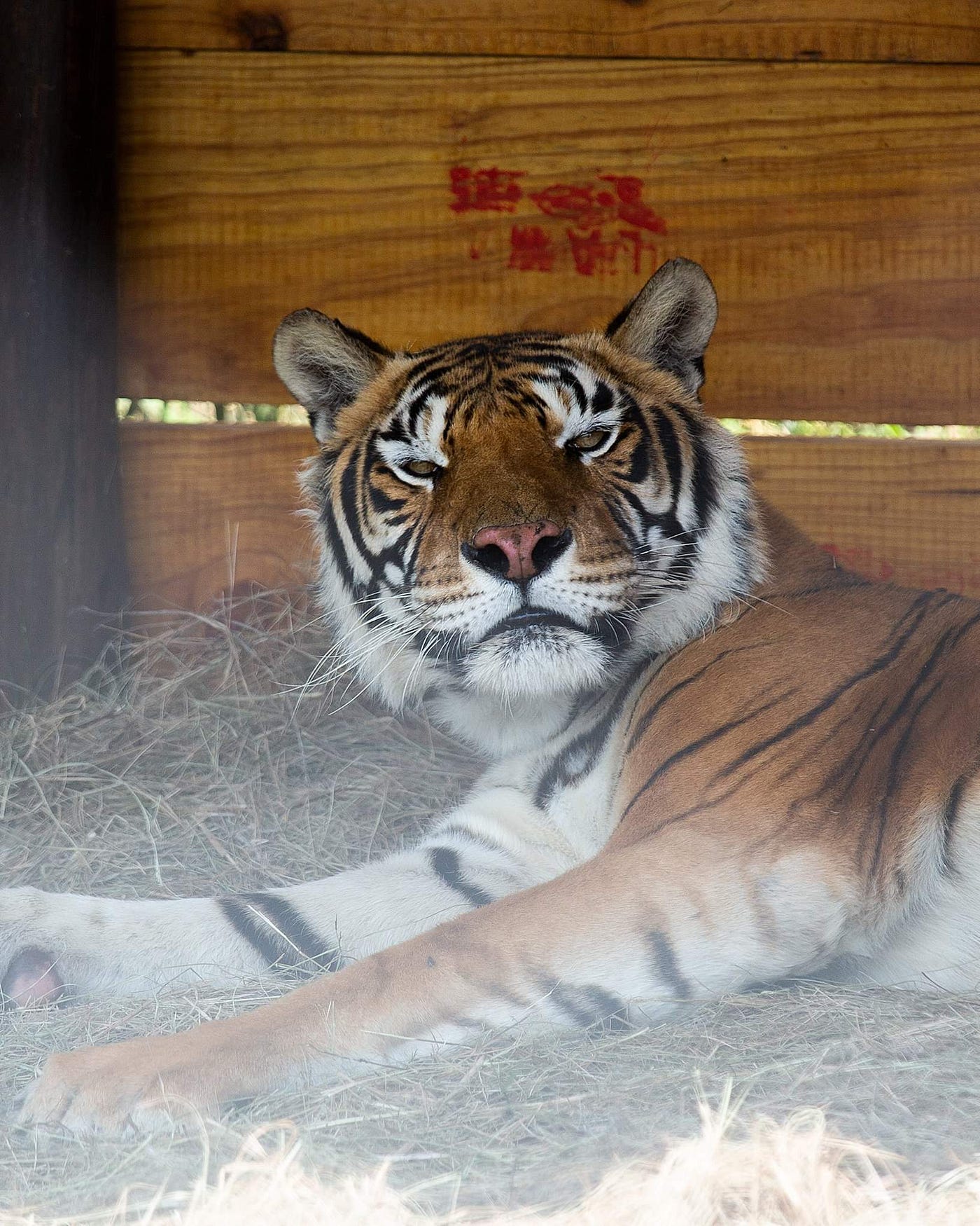 Tigers Discarded By A Circus. Four Paws Rescue | by Penny McKinney ...