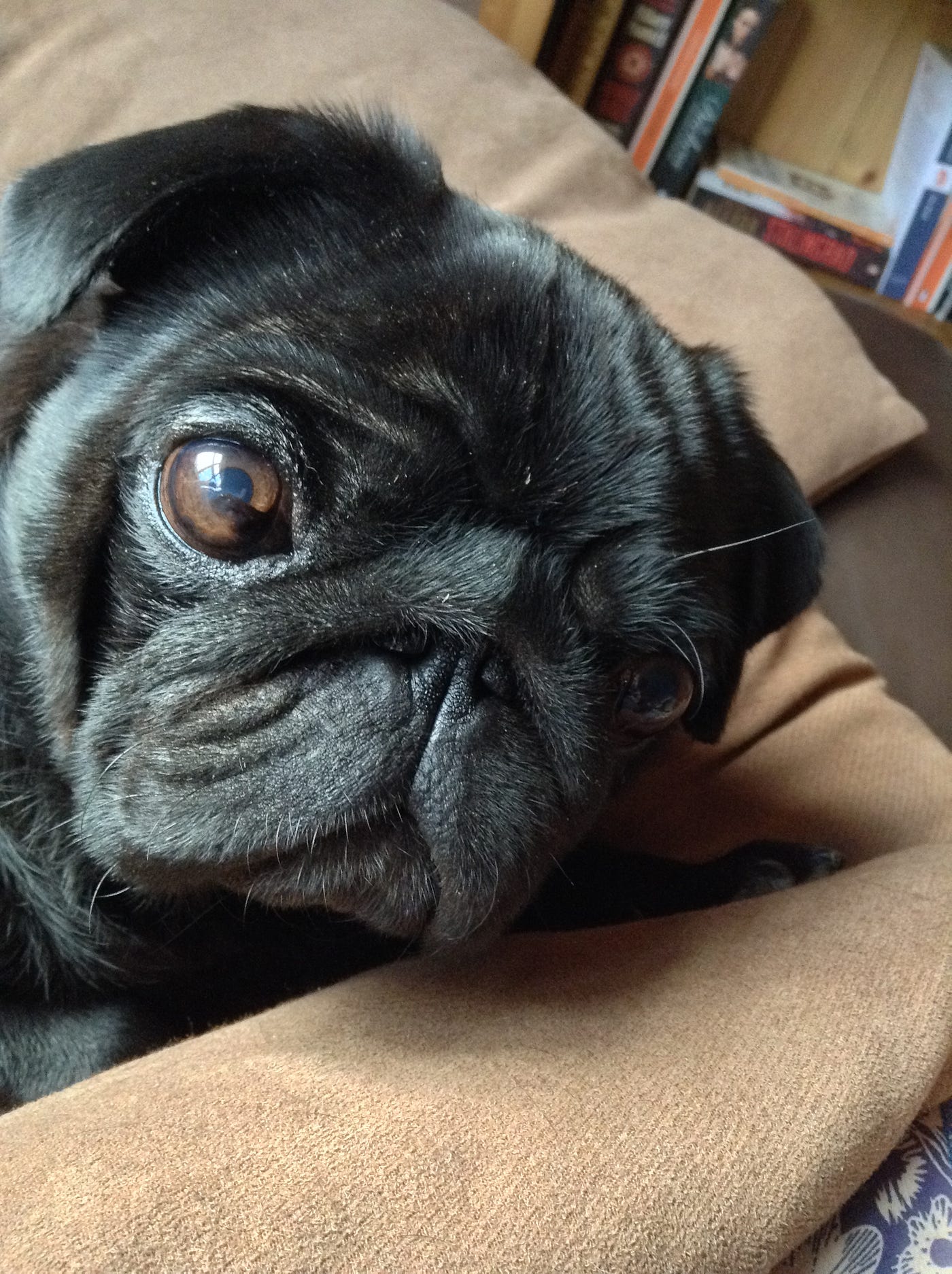 Monty’s tale: a pug’s life. Just under six weeks after losing our… | by ...