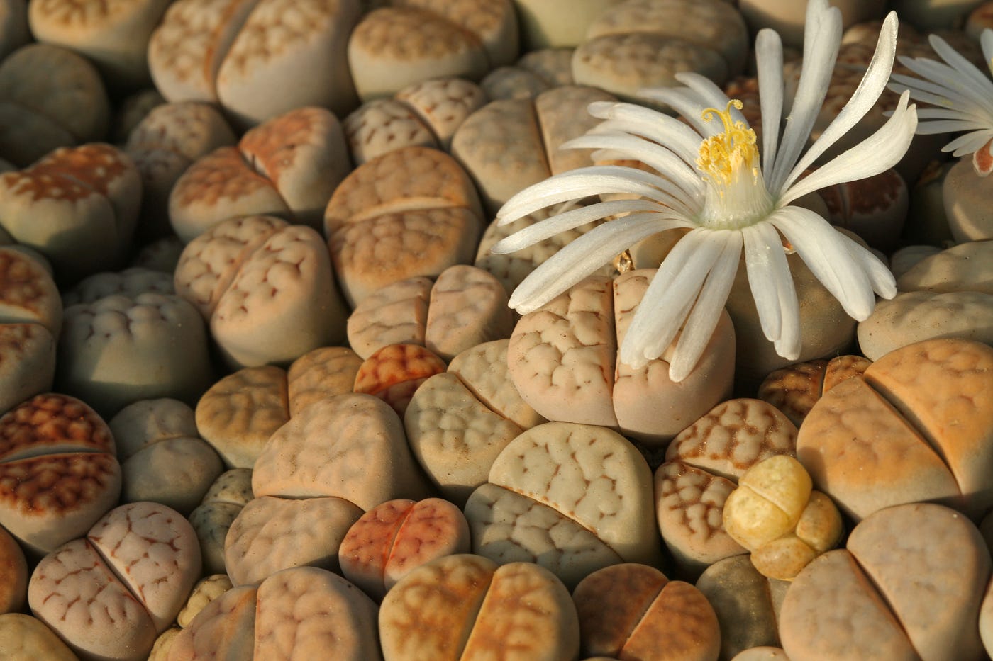 Pebble Plants. Lithops | by Isabella Armour | Botany Thoughts | Medium