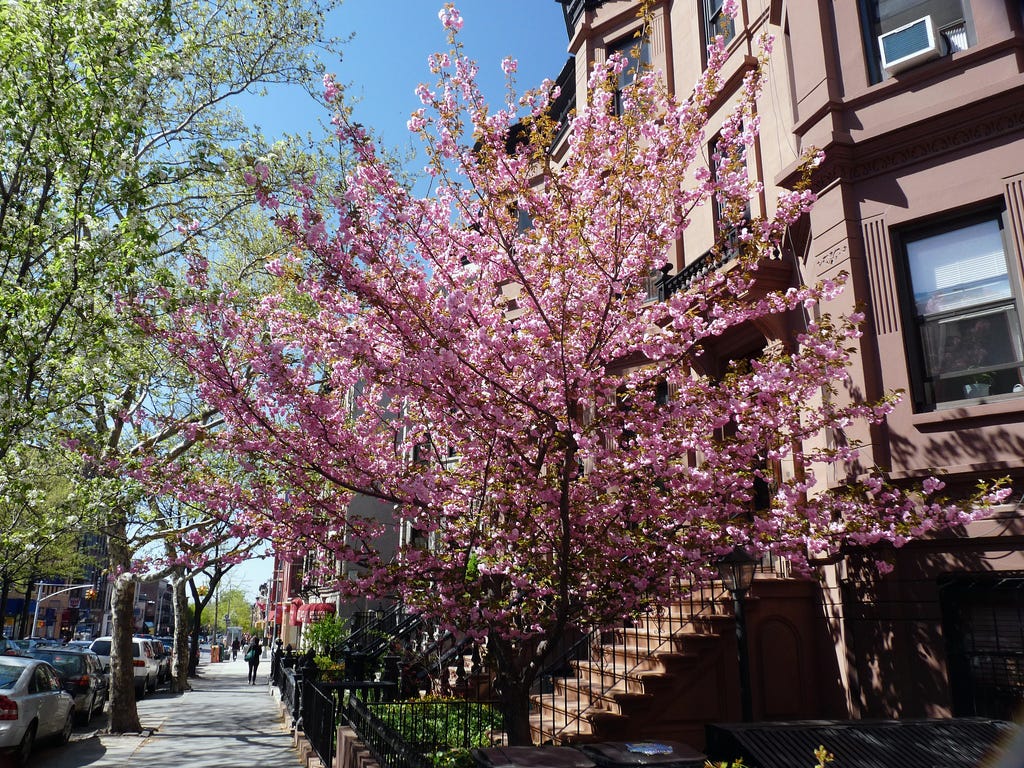 A [big, beautiful] Tree Grows in Brooklyn [if you’re wealthy] | by ...