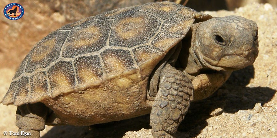 California Desert Wildlife Conservation and Renewable Energy | by ...