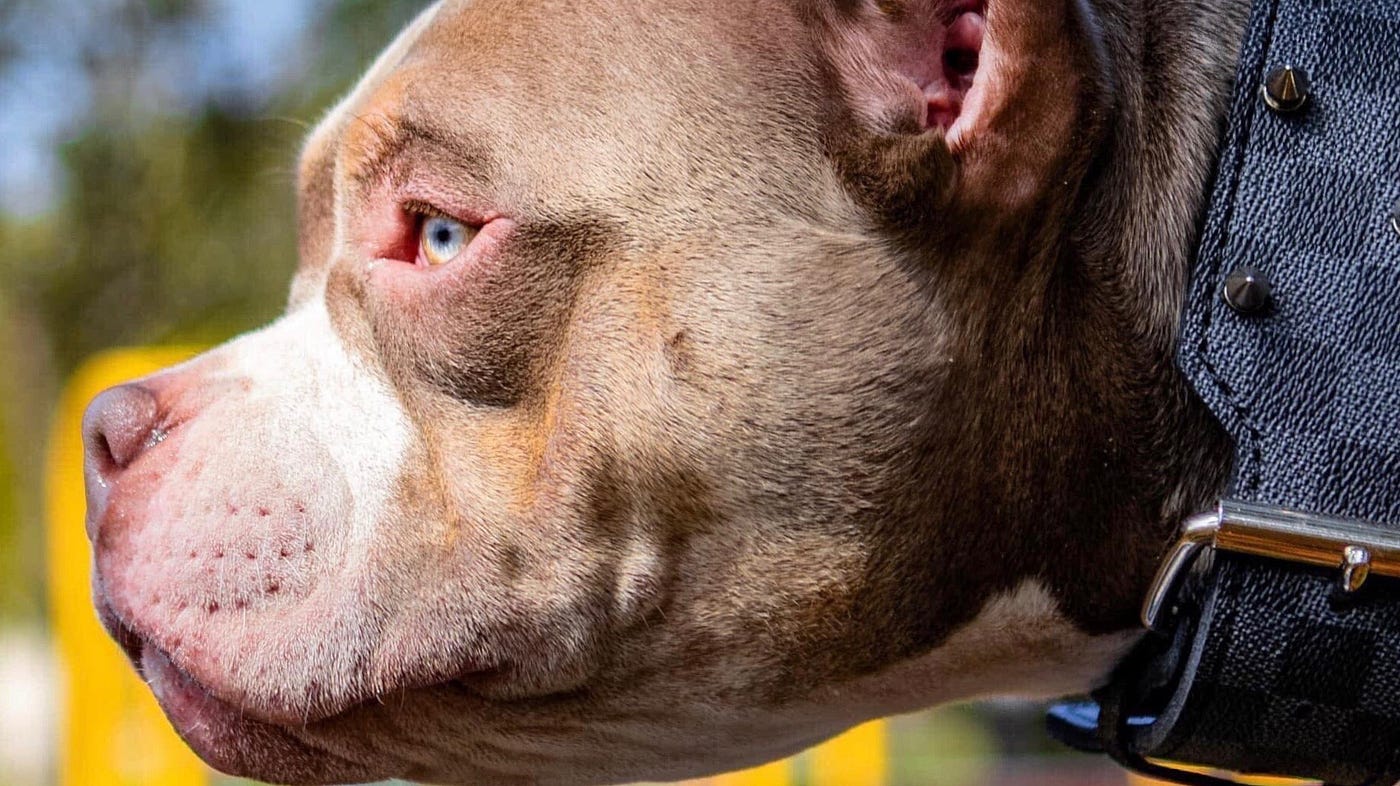 BEST UP & COMING EXTREME POCKET BULLY STUD | VENOMLINE’S RAMPAGE | by ...