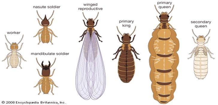 Providing a Brief Knowledge about Termite Pest Control | by Economic ...