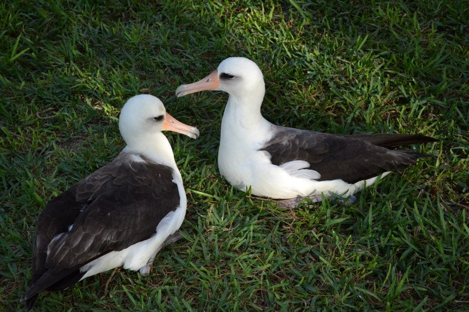 How I fell in love with birds on Midway Atoll | by Ryan Elizabeth ...