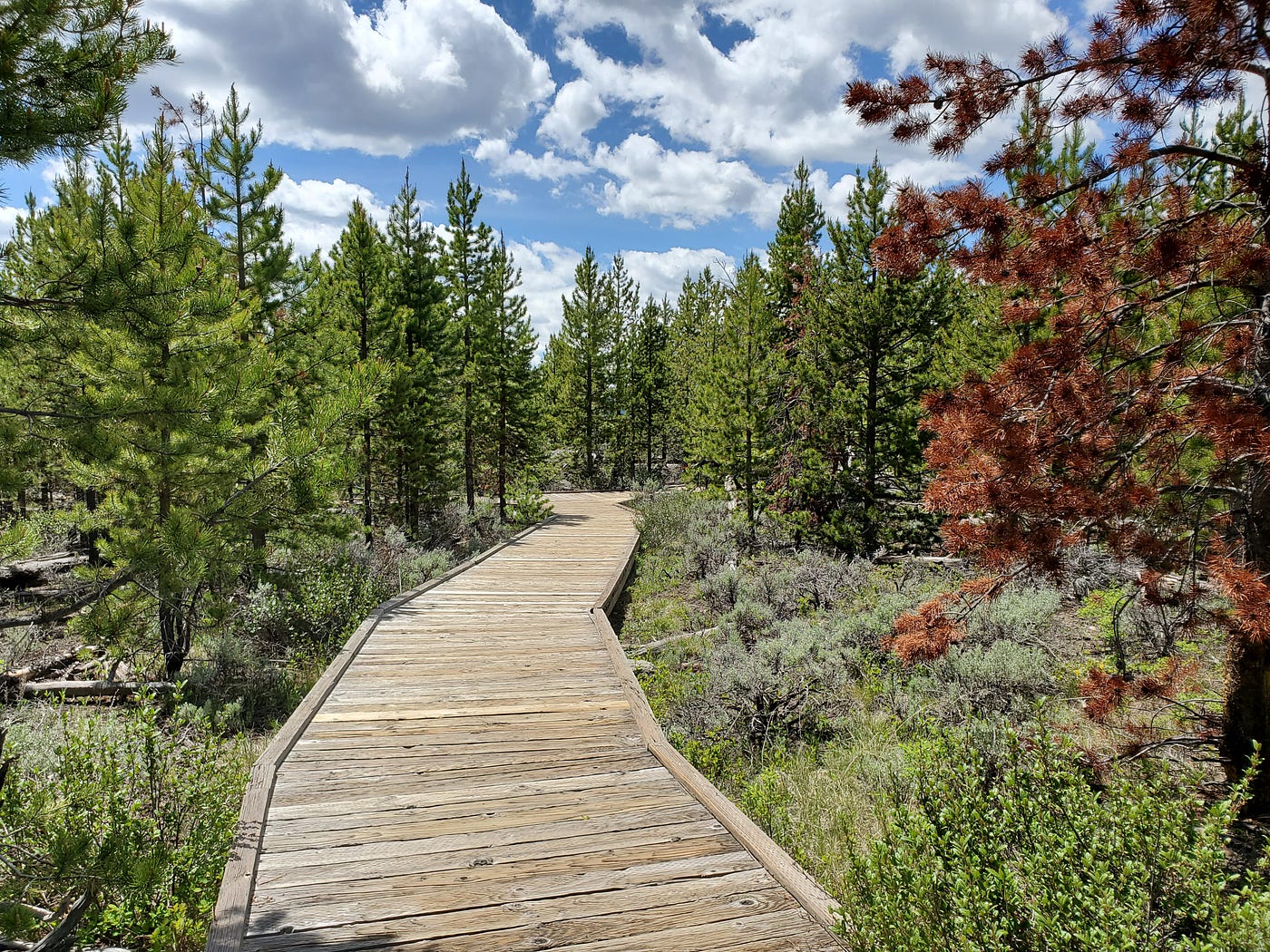Yellowstone is the Disney World of National Parks | by Theodore Wells ...