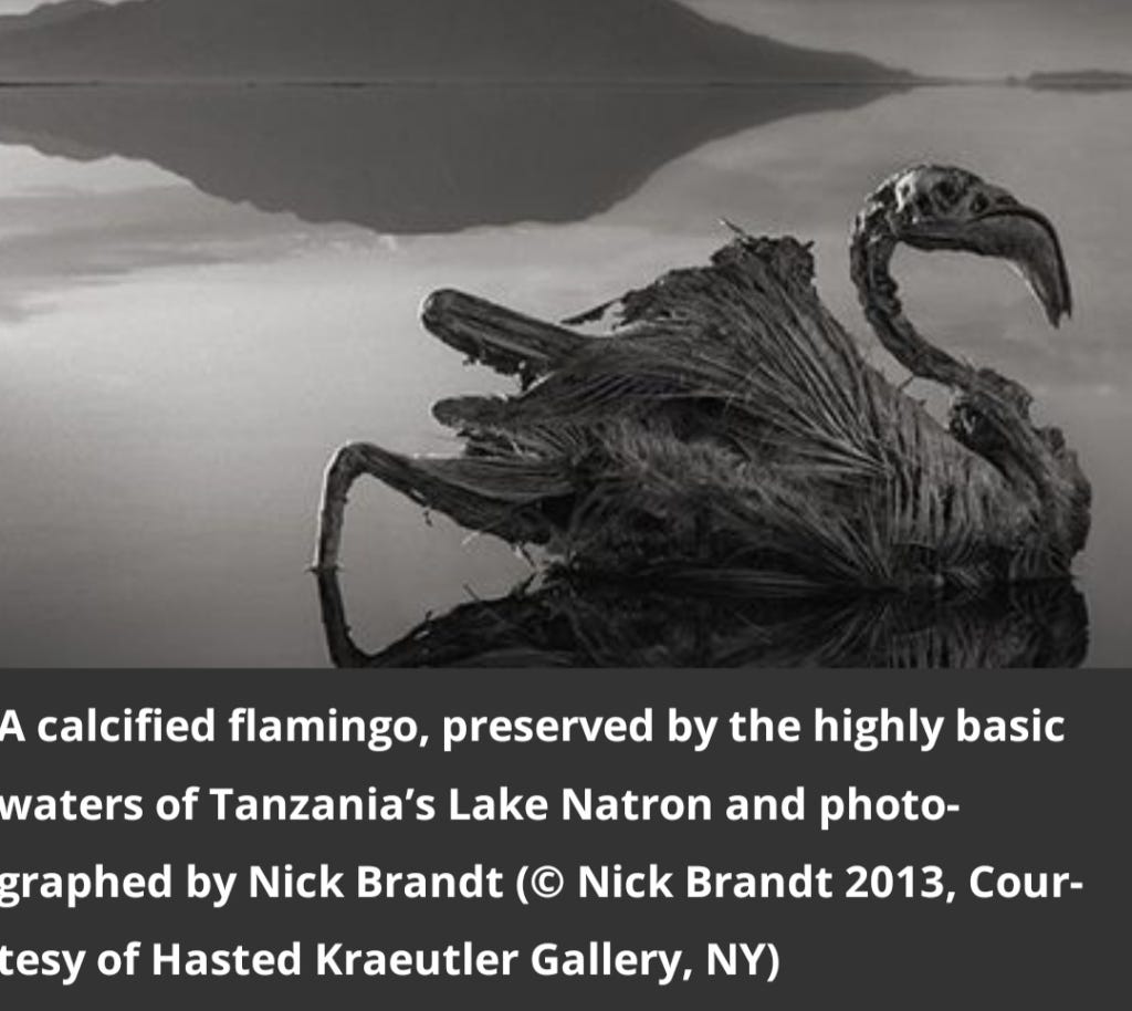LAKE NATRON:- BODY PRESERVER LAKE | by Deepika singh | Medium