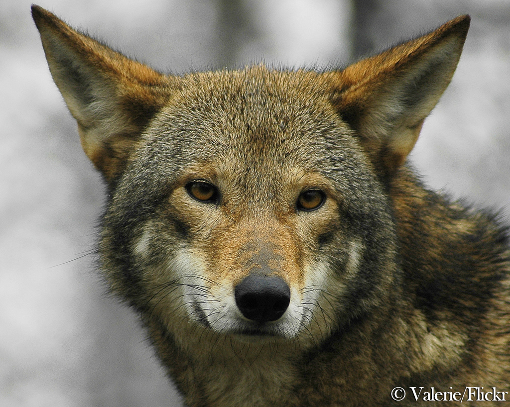 Stop Extinction: Red Wolf. The red wolf is our all-American wolf… | by ...