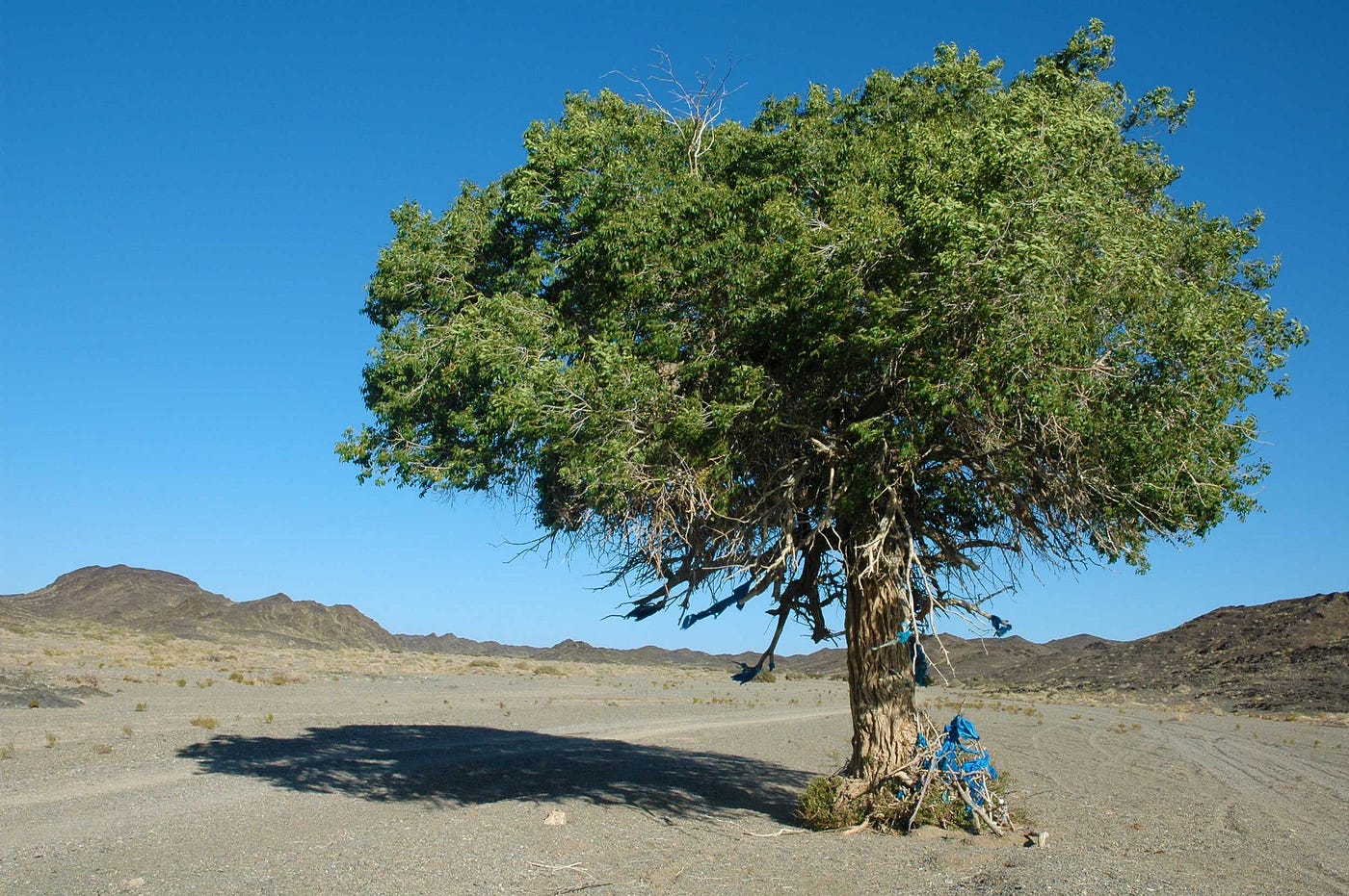 Mongolia — The Vanished Forests of the Gobi Altai | by Mike Pole ...