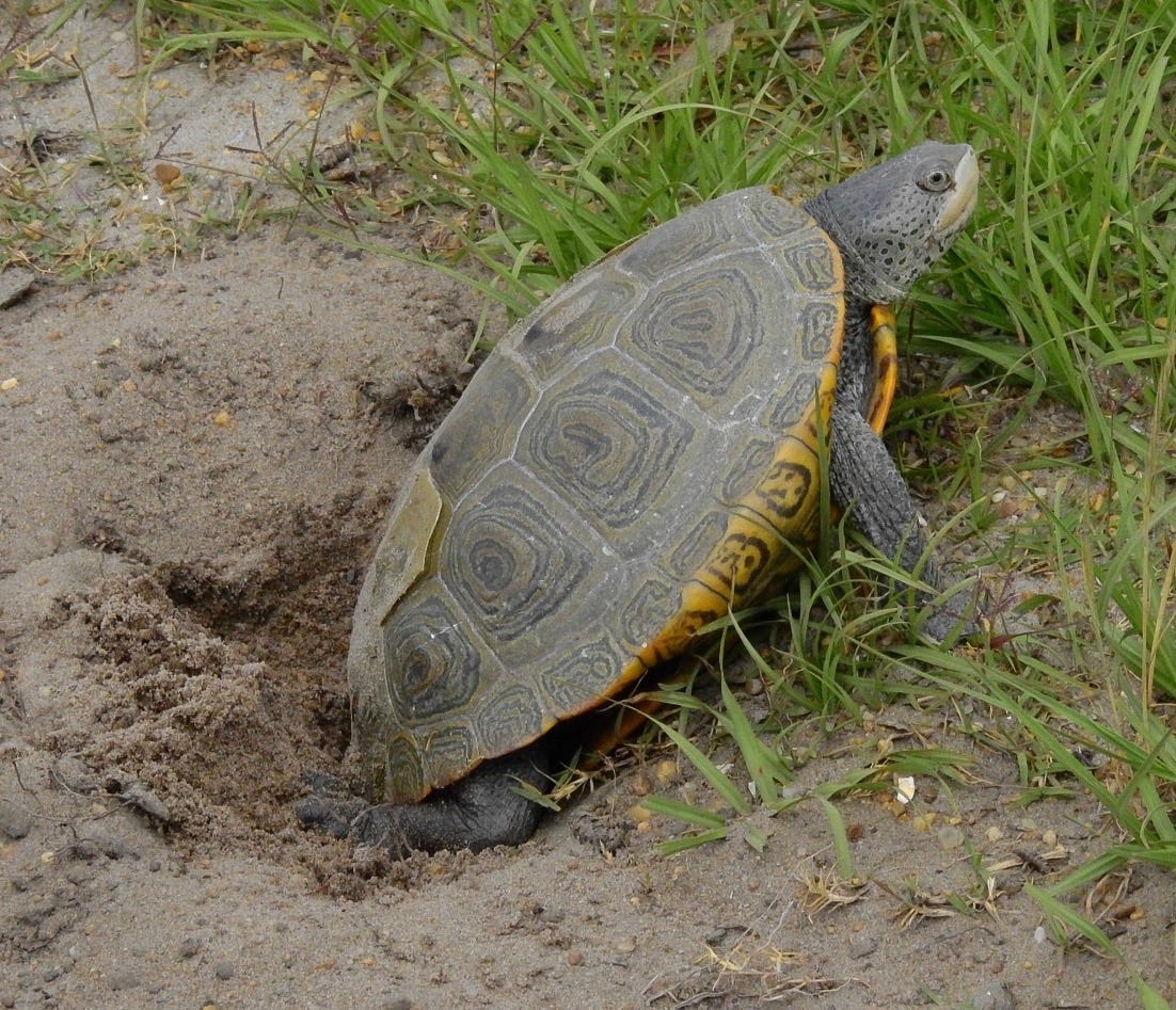 FWS Behind the Lens: Becky Harrison | by USFWS Library | USFWS Library ...