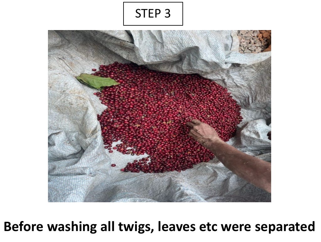 Fermenting Indian Robusta Coffee Cherries | by Robert McKeon Aloe ...