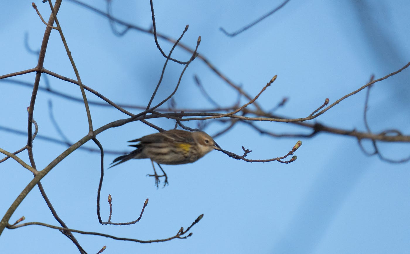 The Beauty of Blurry Birding. The Blurder Movement | by Danielle ...