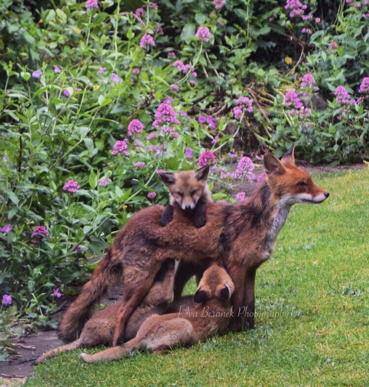 Little & Rose — my two foxes. A story in pictures how red foxes… | by ...