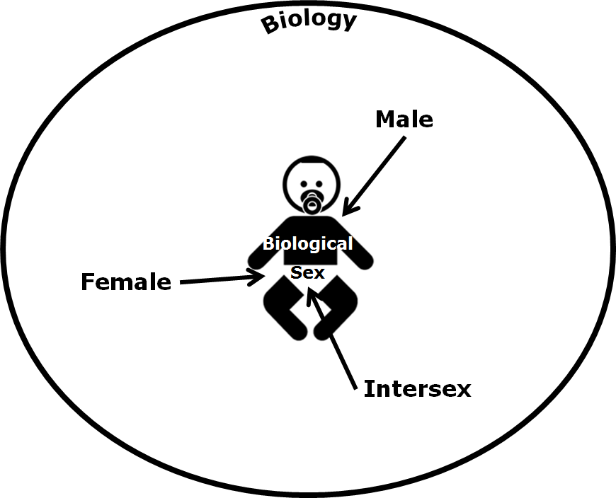 Look, Gender is Not a Spectrum And It Is Fluid | by Leila Gharavi | Medium
