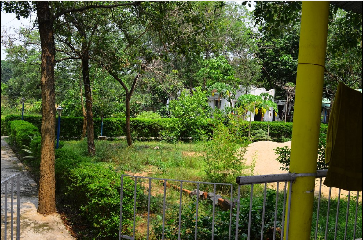 How to a grow Forest in your backyard? | by Raka Most | Medium