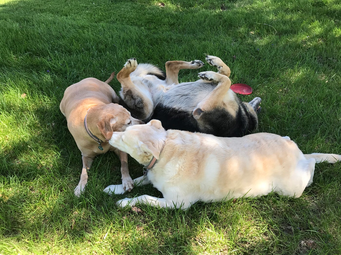 Dog pile. As in, a literal pile of dogs. | by Gérard Mclean | Dog Walk ...