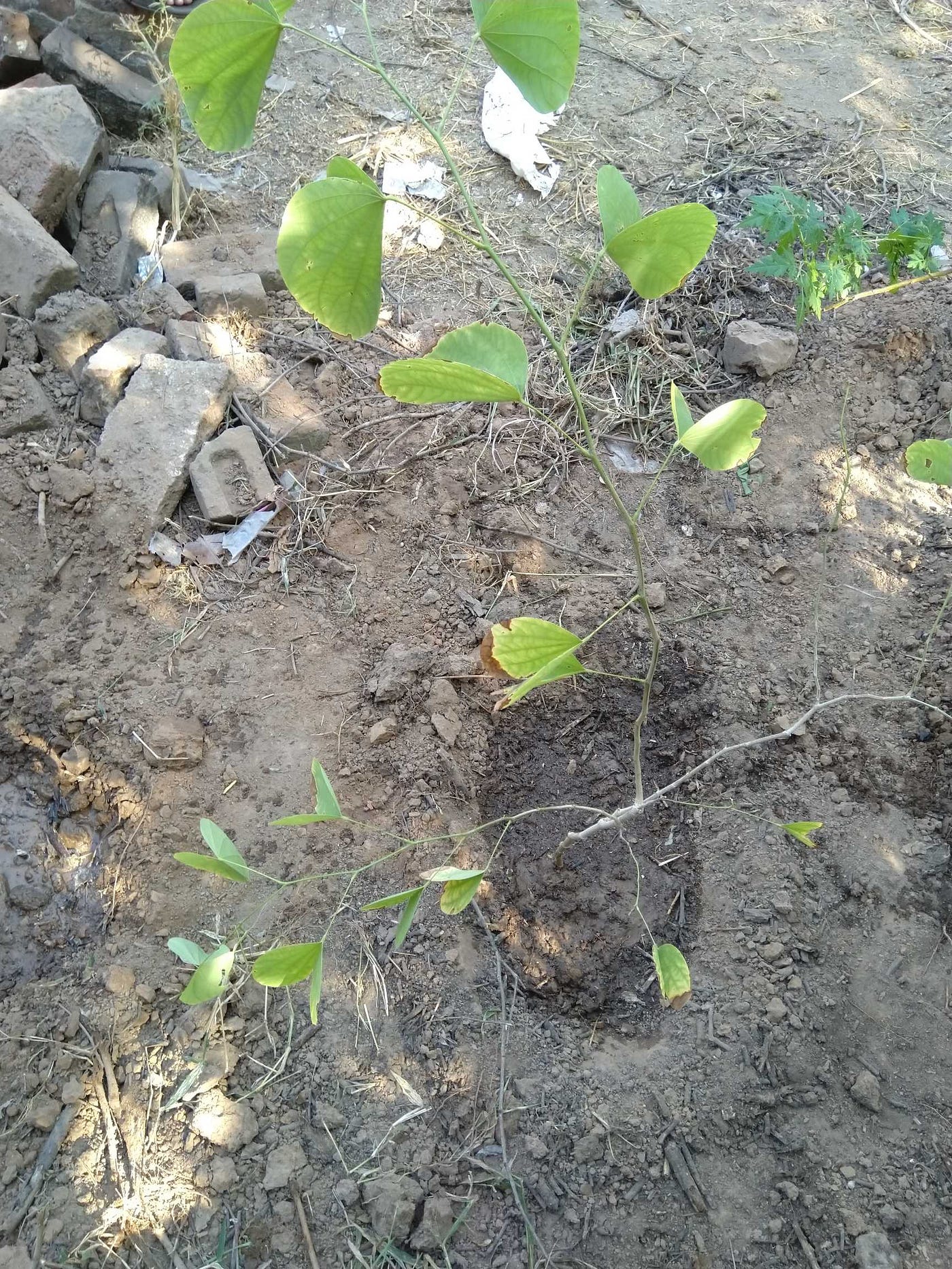 Tree Plantation Mega Project — Blog 2 | by Usama Saif | Medium