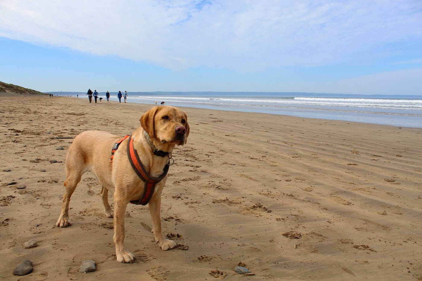 Whitby Dog Friendly Cottages For Your Holidays