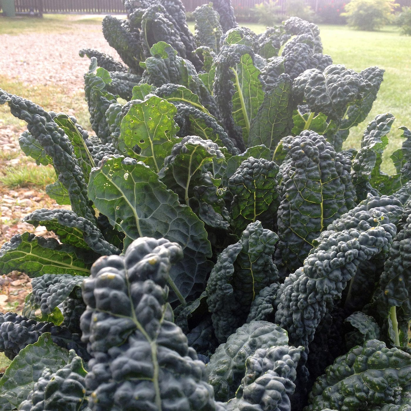 Kale Kāposts - Melnzemes darbi - Medium