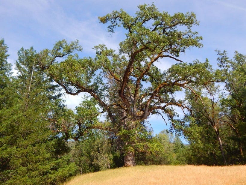 New Wilderness in Mendocino!. Great news: Wilderness was just… | by CA ...