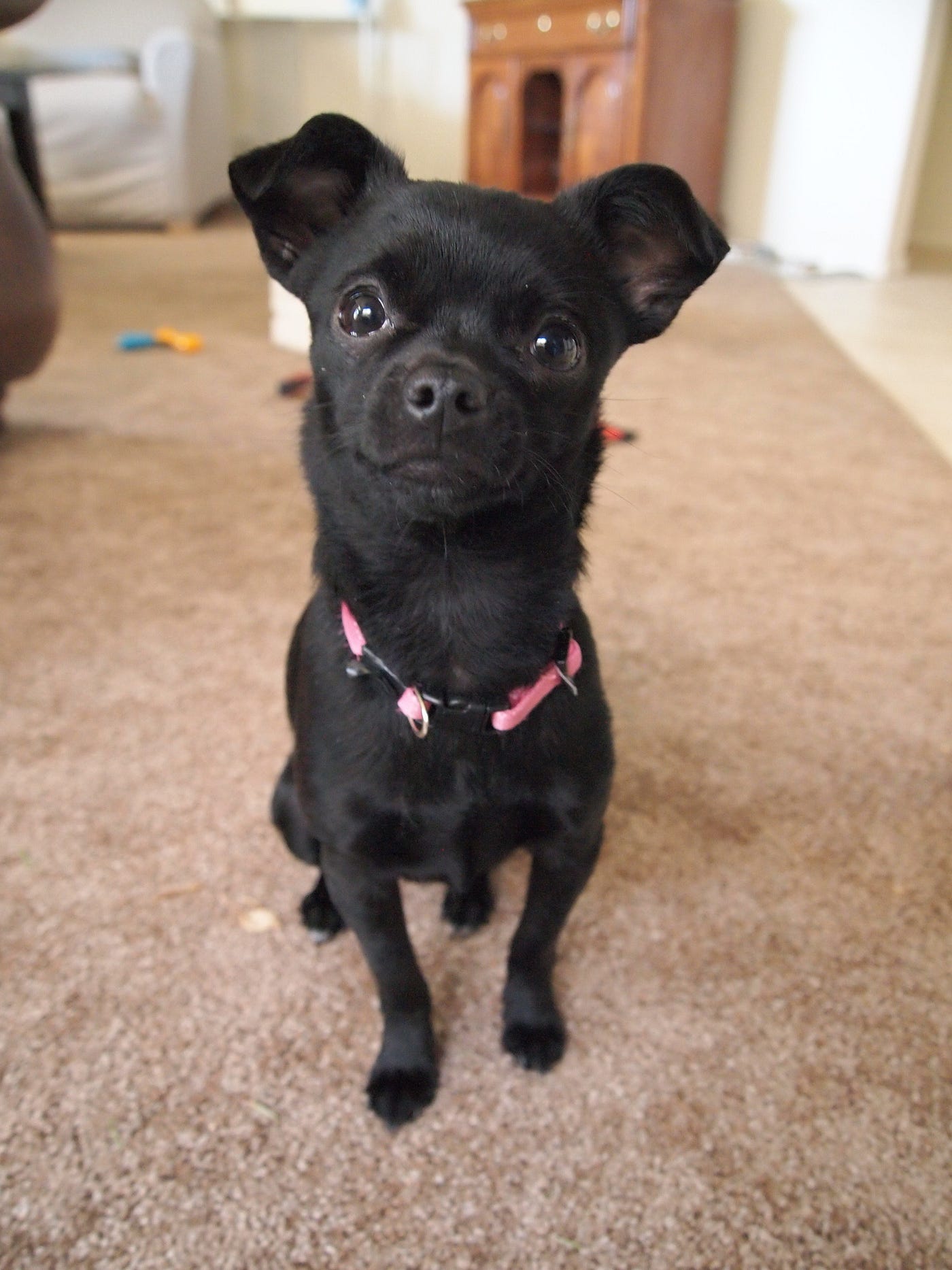 I Fell in Love With a Chihuahua. I’m just as surprised as you! | by ...