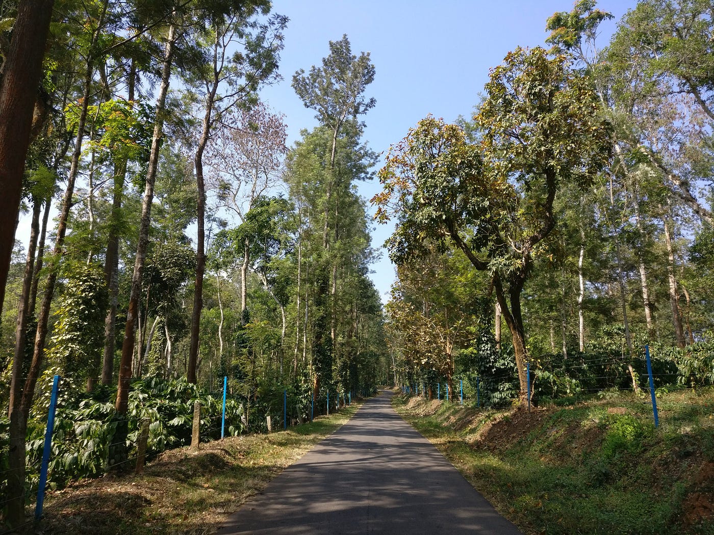 A Coorgi Retreat. Be it summer, winter or monsoon, Coorg… | by Kanchana ...