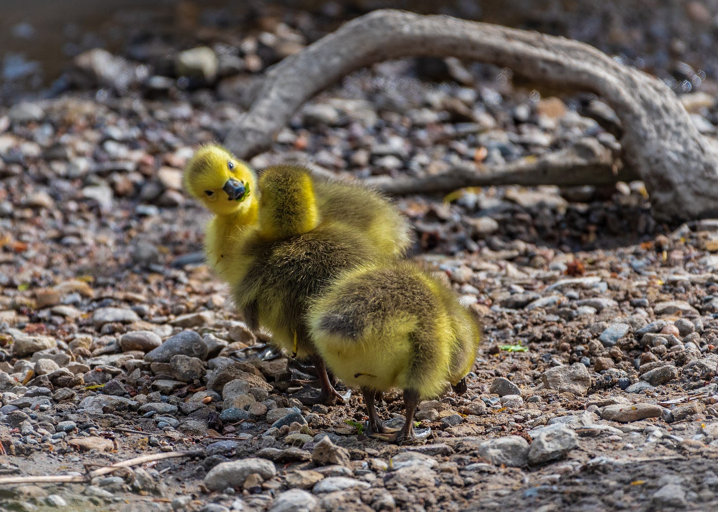 The Irresistible Gosling. Can anyone pass a gosling without… | by Randy ...