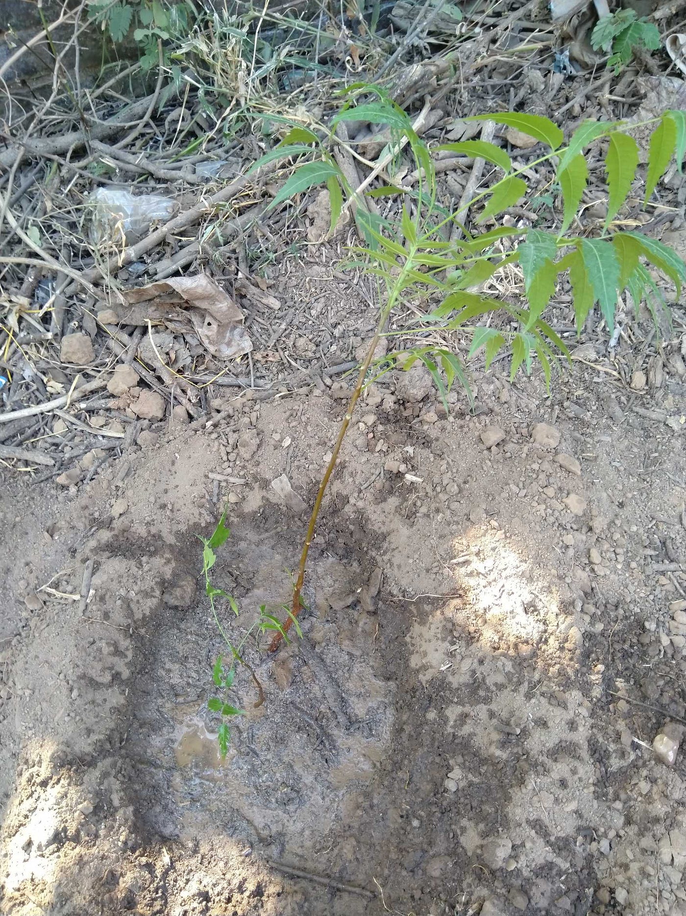 Tree Plantation Mega Project — Blog 2 | by Usama Saif | Medium