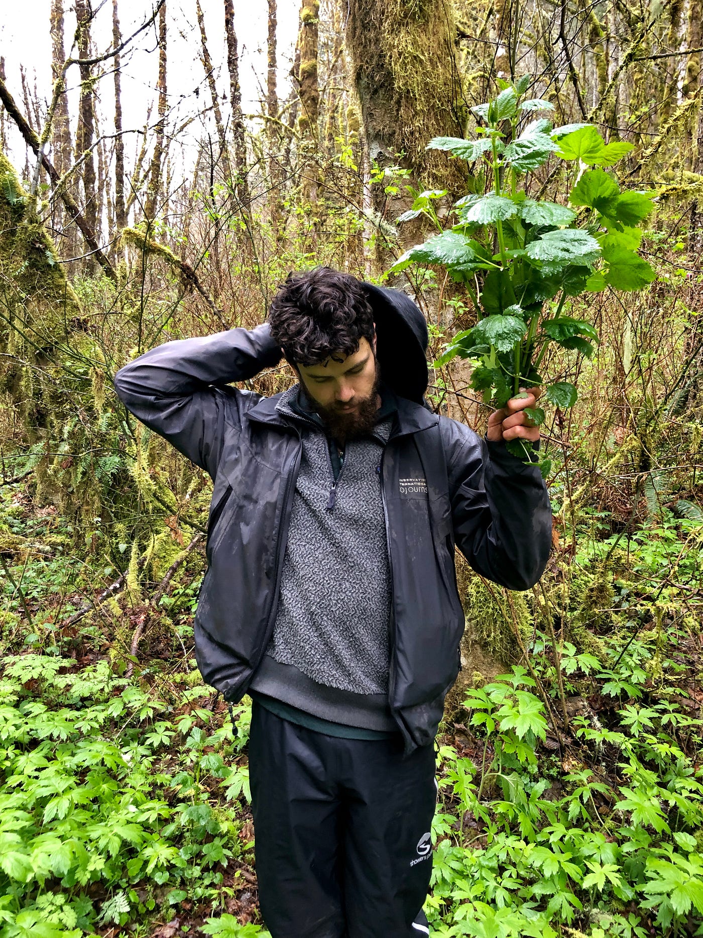 Wisdom of Nettles. I have a vivid memory of walking along… | by Mericos ...