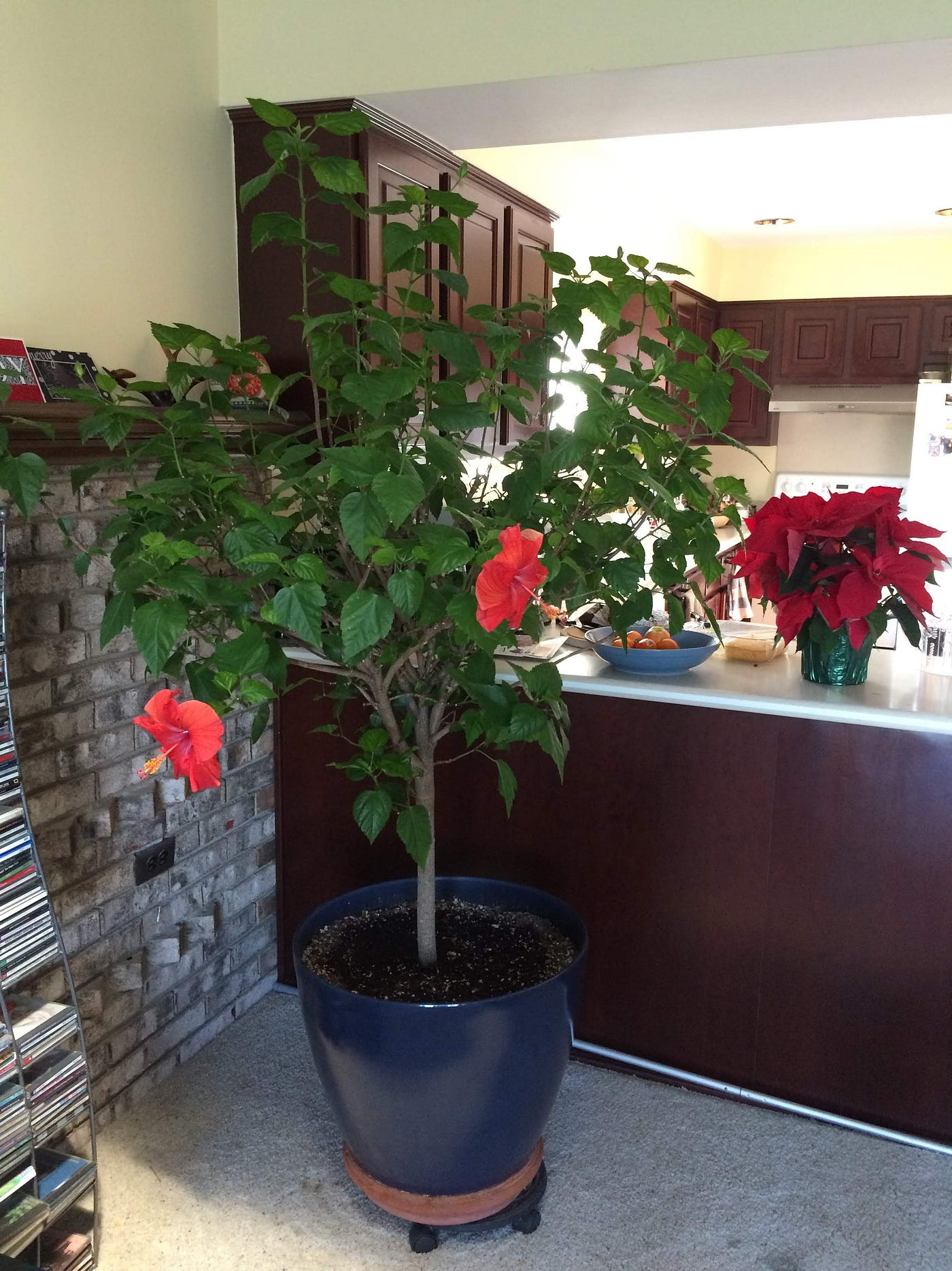 Plants Are People, Too!. Meet Biscuit, our pet hibiscus | by Elisabeth ...