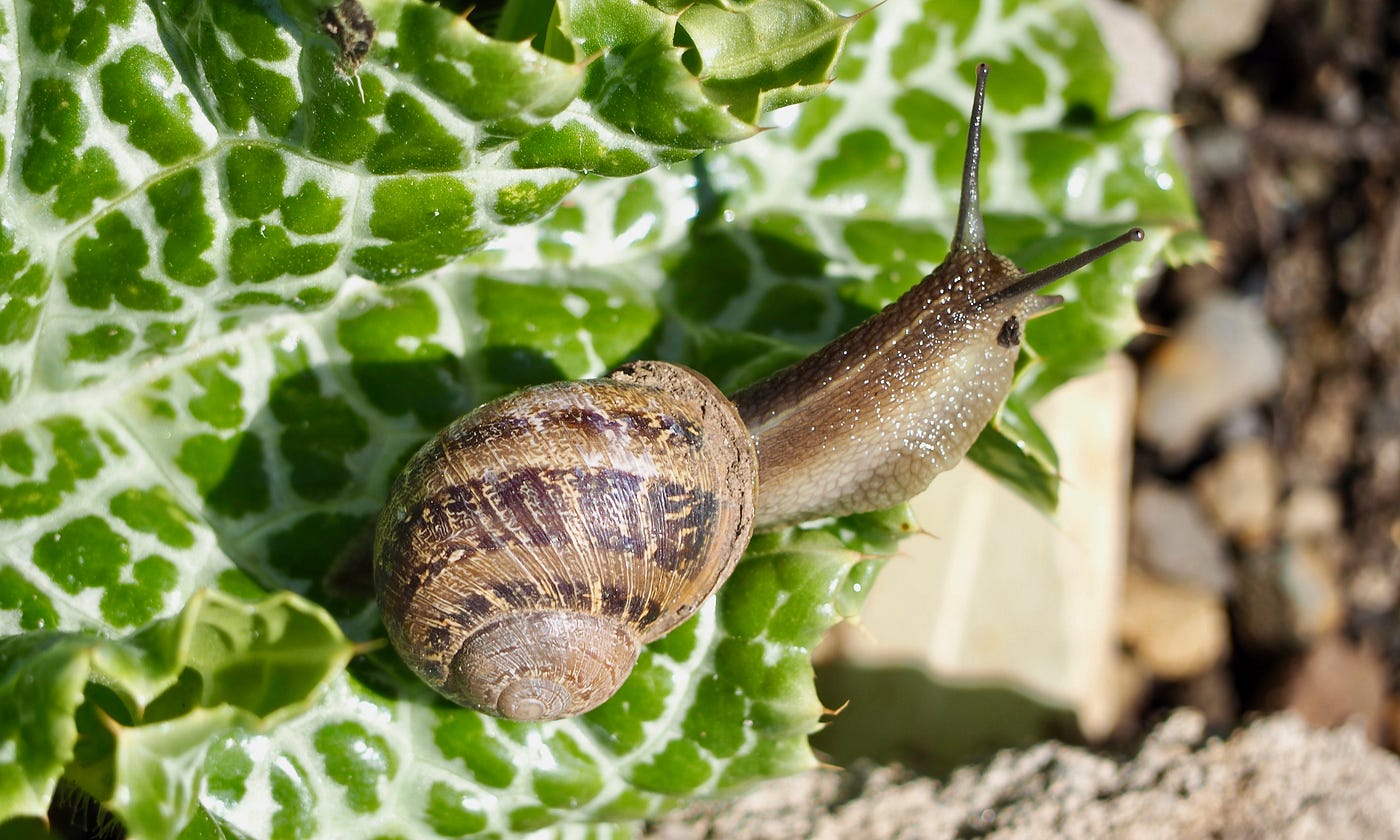 50 Shades of the Garden Snail. Myth has traditionally preceded… | by ...