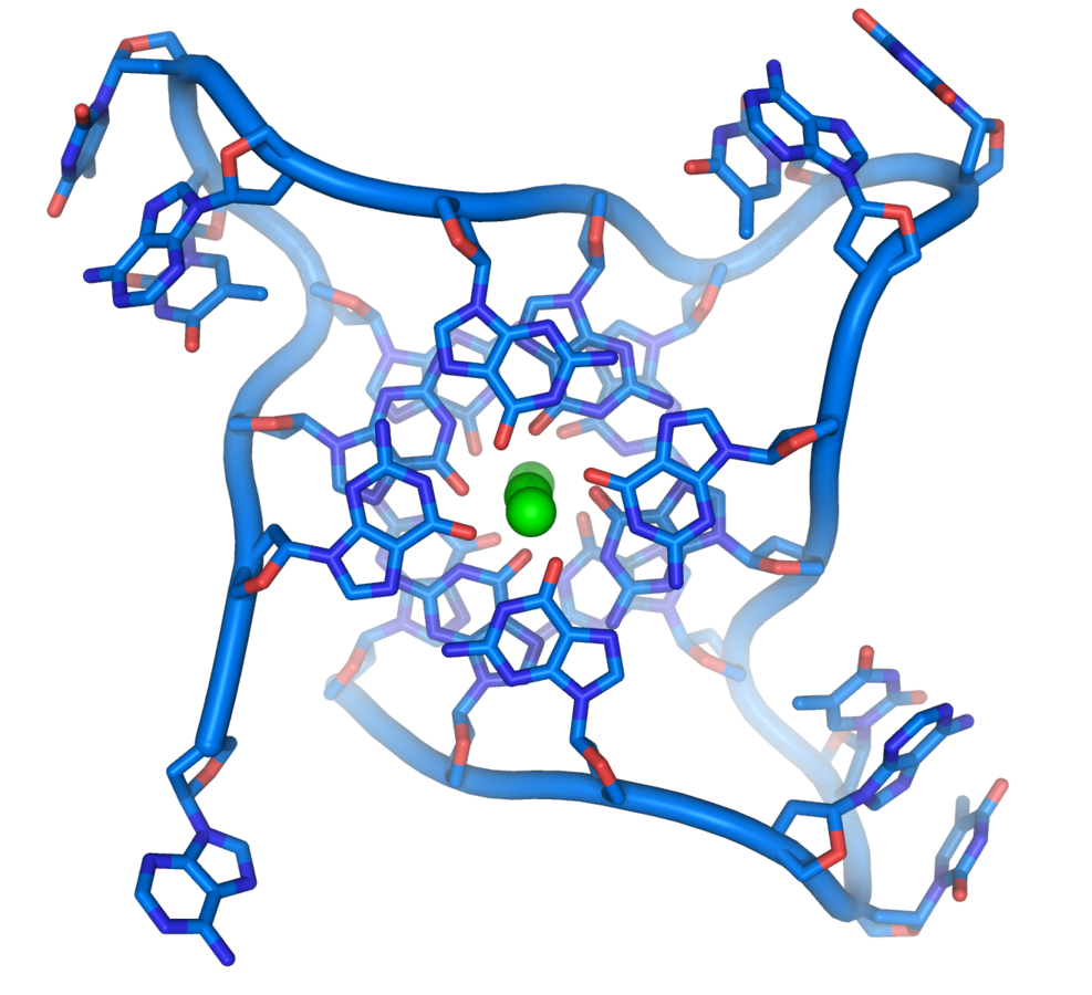 How The Detection of The Quadruplex DNA Formation in Living Cells Can ...