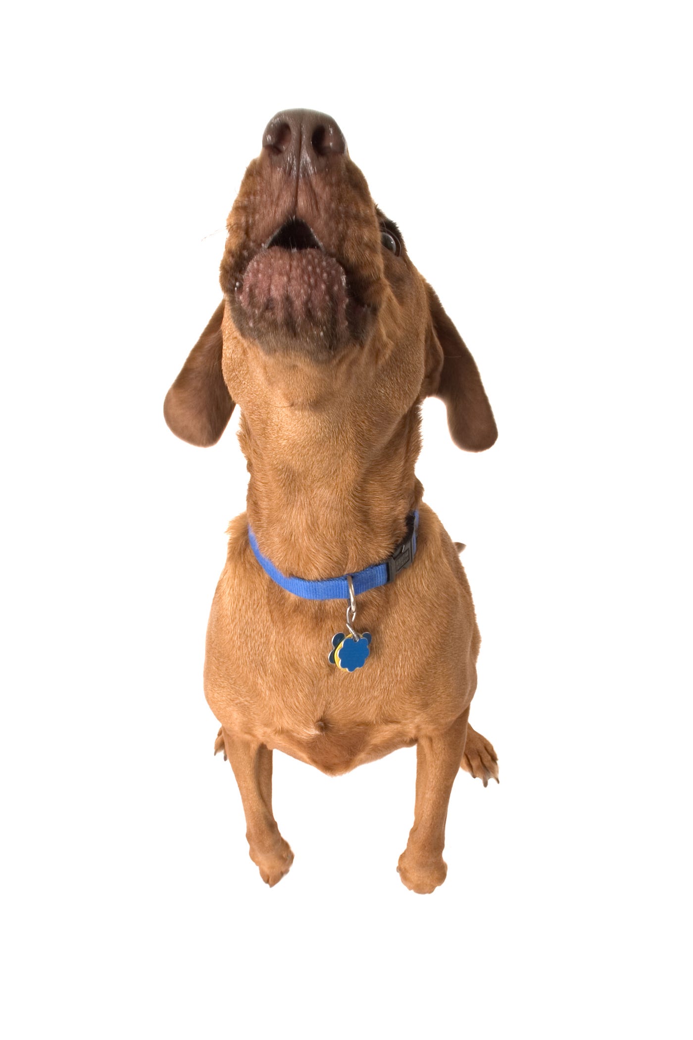 Decoding Pet Sounds. Animals can be very vocal in conveying… | by ...