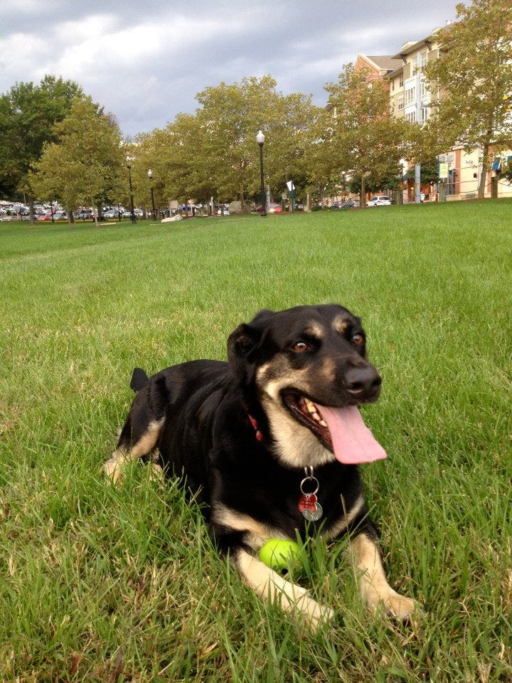 The Life of Bailey the Dog. It’s hard to put into words how much we ...