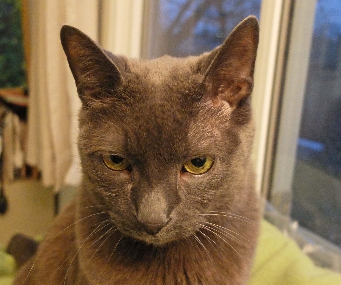 Our Cats During Quarantine. In Response to Erika Burkhalters’… | by ...