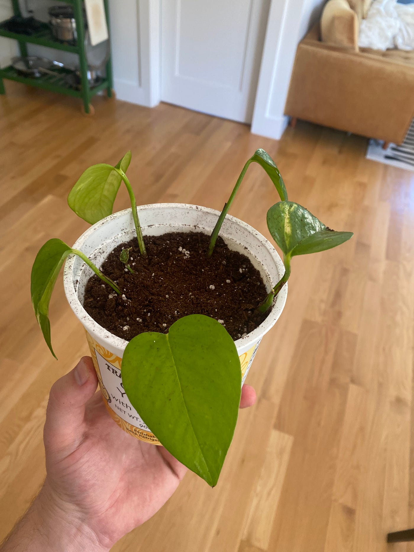 How To Propagate: The Golden Pothos (The Long Version) | by Matty ...