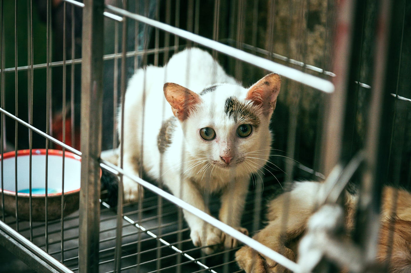 What Is Animal Hoarding?. Most US homes have a pet, but animal… | by ...