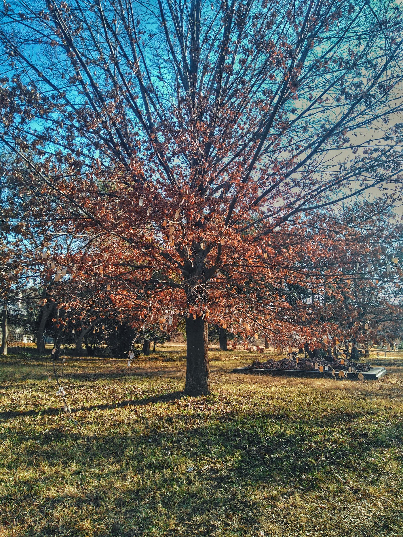 Corona tree: Metaphoric tree of wishes | by Mejda Khaled | Medium